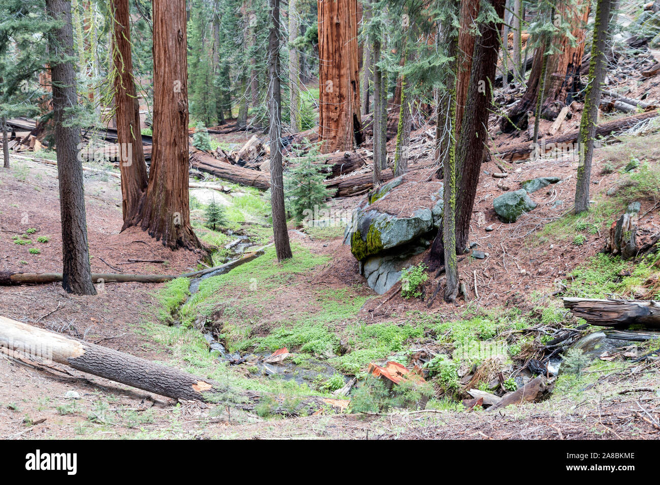 Giant Sequoia trees in the giant forest of Sequoia National Park ...