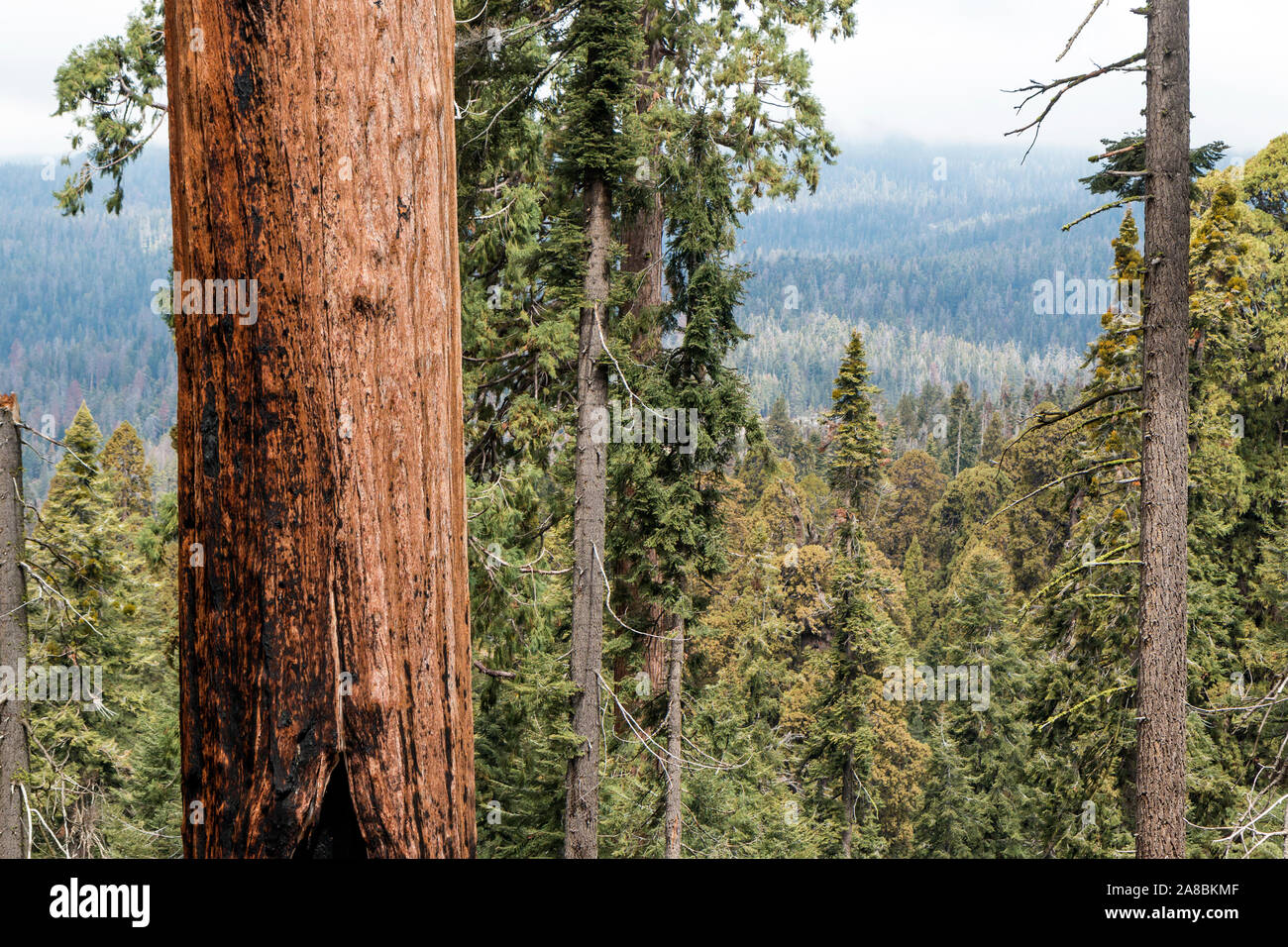 Giant Sequoia trees in the giant forest of Sequoia National Park ...