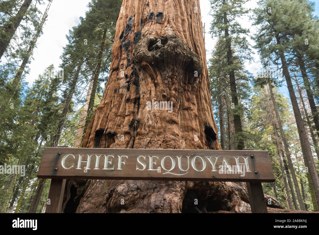 Giant Sequoia trees in the giant forest of Sequoia National Park ...