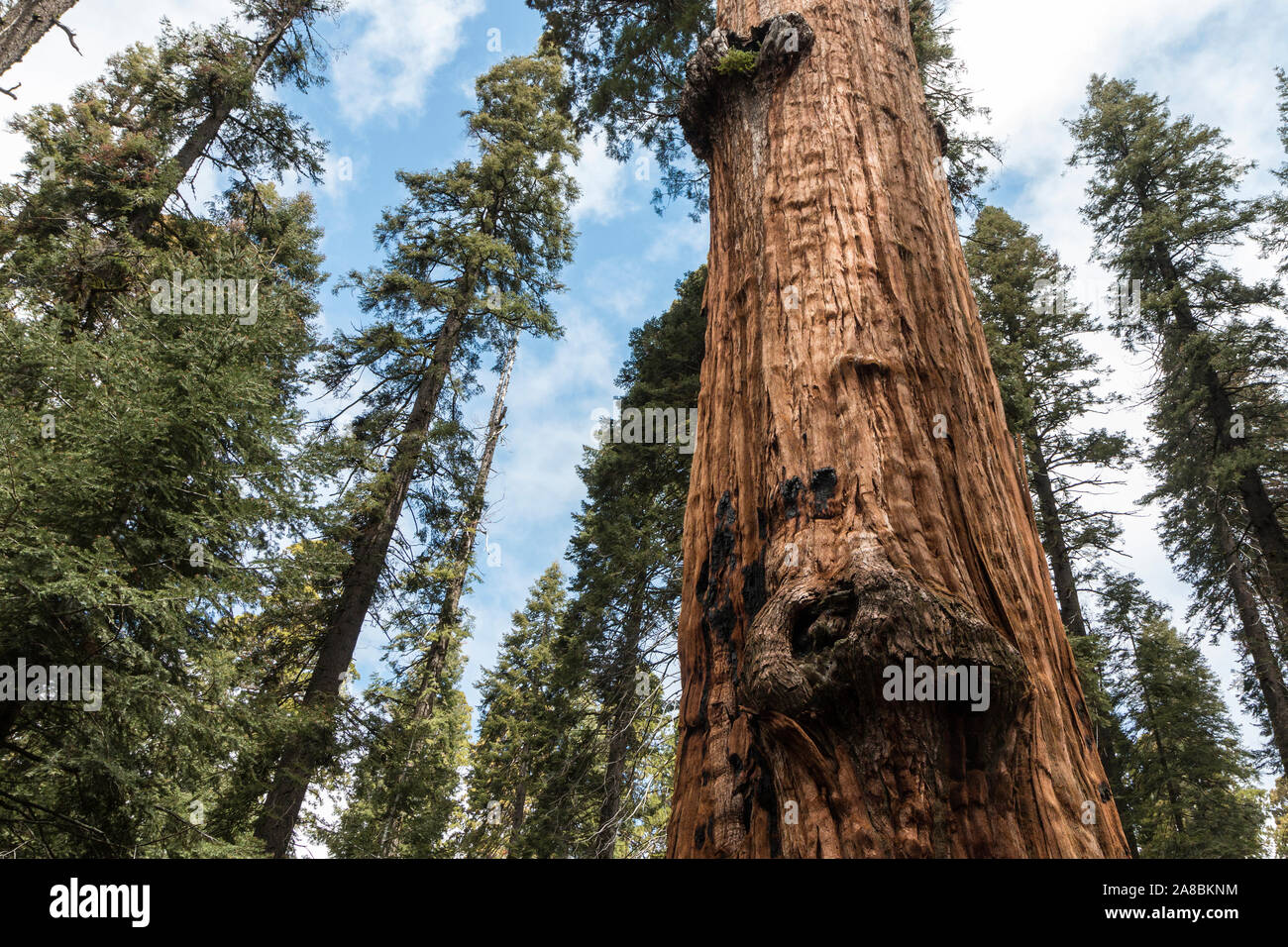 Giant Sequoia trees in the giant forest of Sequoia National Park ...