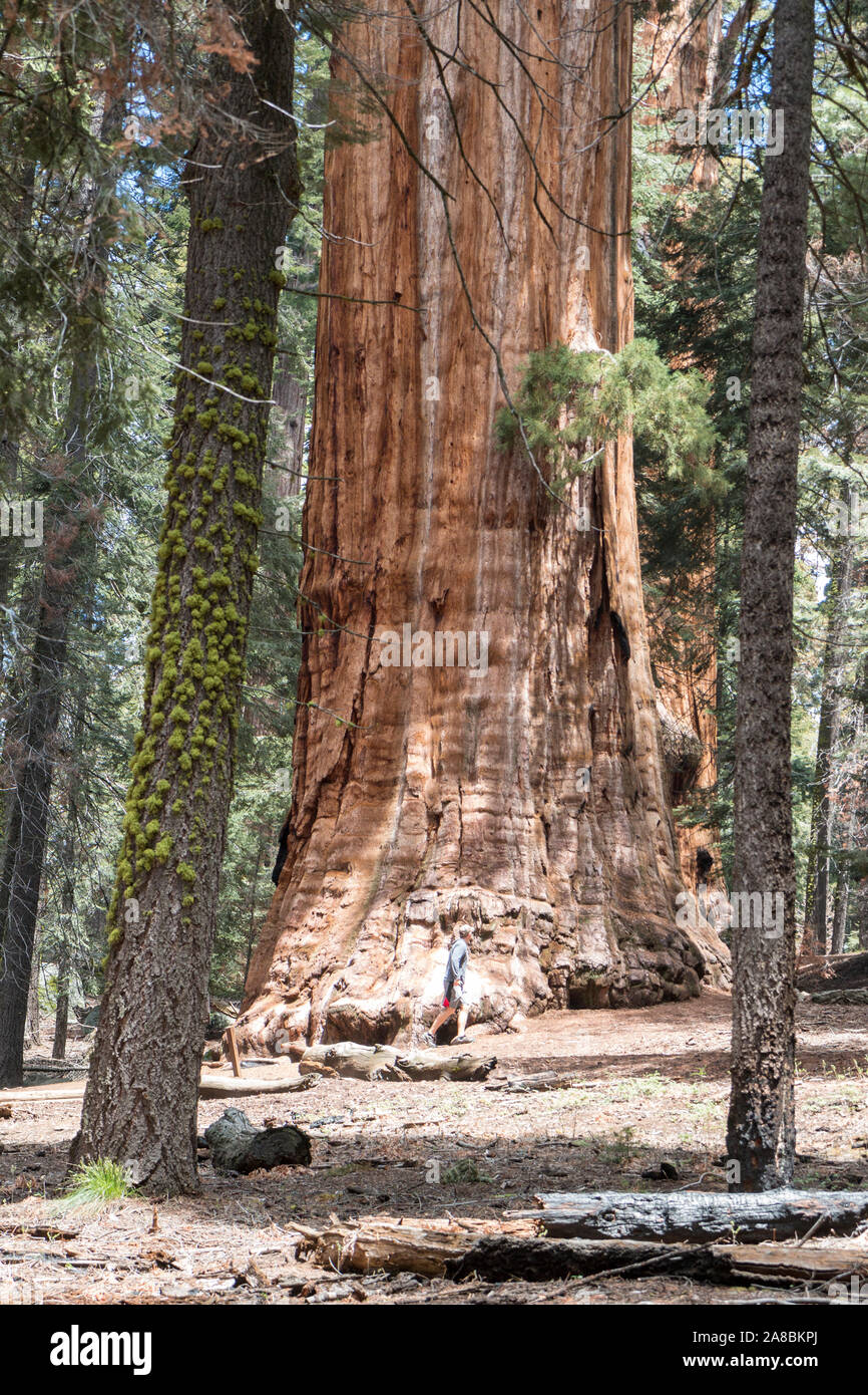 Giant Sequoia trees in the giant forest of Sequoia National Park ...
