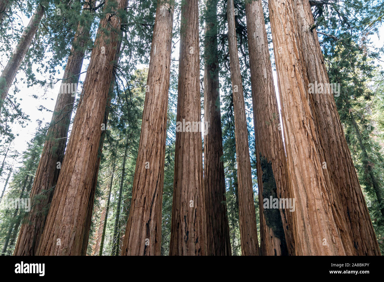Giant Sequoia trees in the giant forest of Sequoia National Park ...