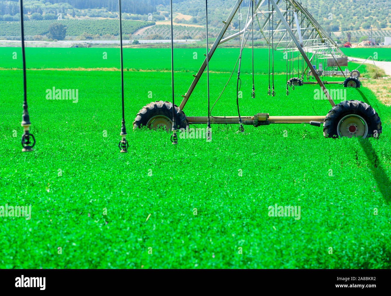 Modern farming.Center pivot sprinkler system watering plants in a green ...