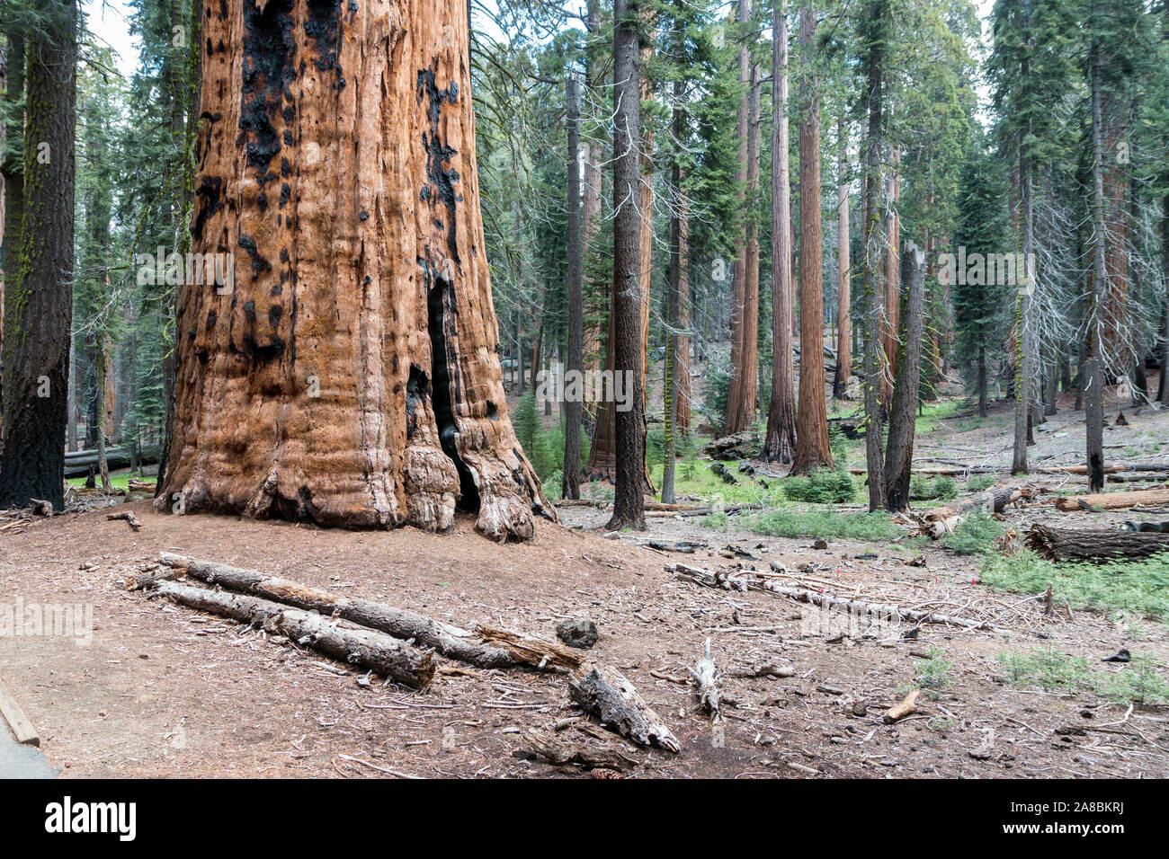 Giant Sequoia trees in the giant forest of Sequoia National Park ...