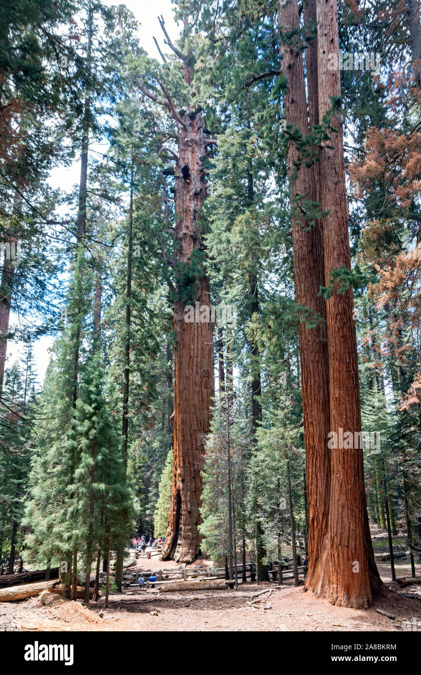 Giant Sequoia trees in the giant forest of Sequoia National Park ...