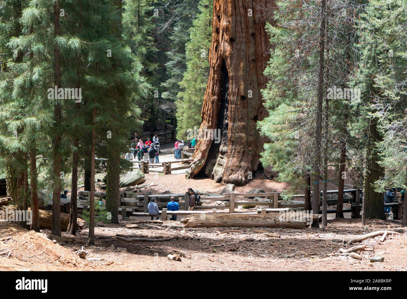 Giant Sequoia trees in the giant forest of Sequoia National Park ...