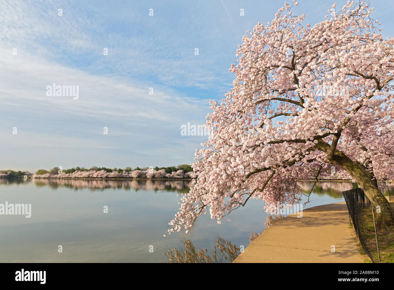 Footpath around Tidal Basin reservoir during cherry blossom in ...