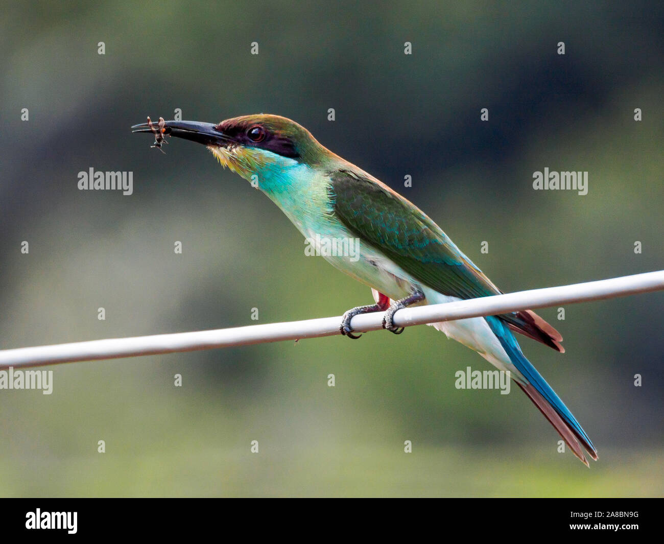 Juvenile bee eater hi-res stock photography and images - Alamy