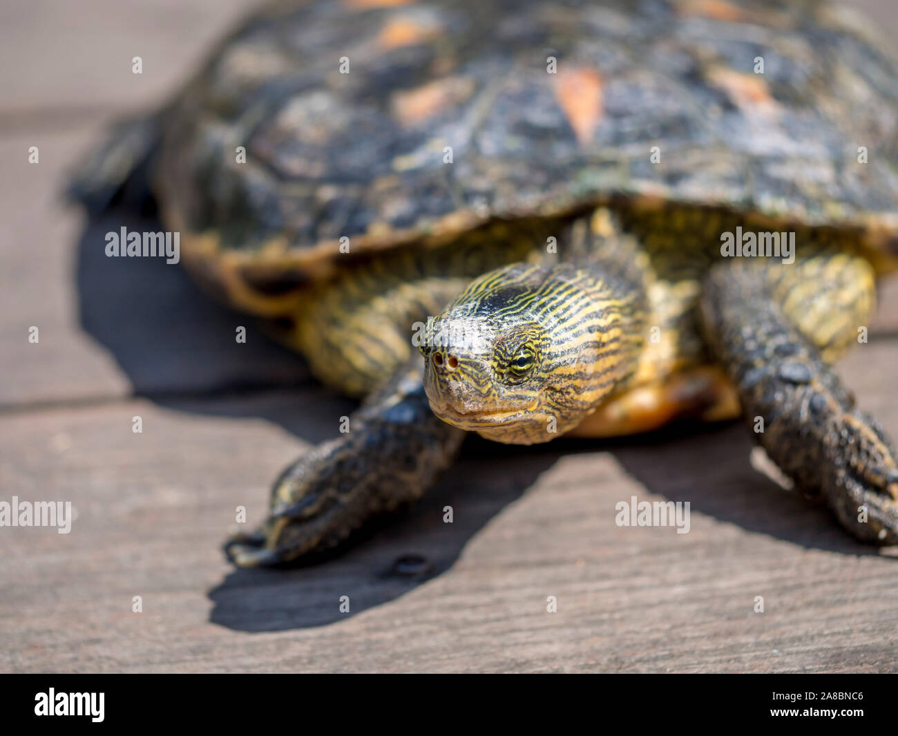 Chinese Stripe-necked turtle walking Stock Photo - Alamy
