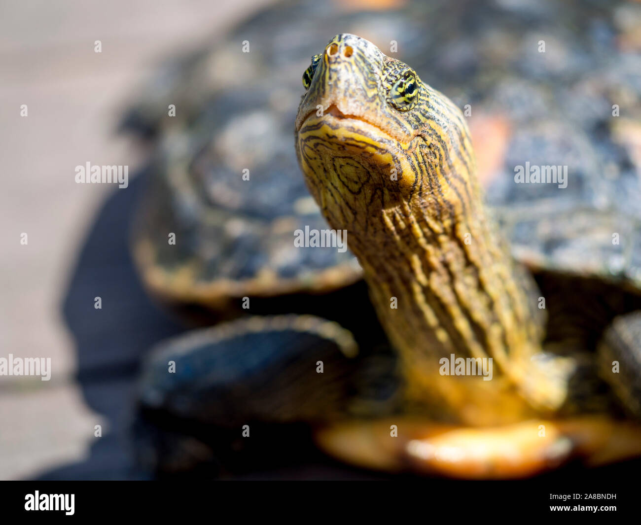 Chinese Stripe-necked turtle walking Stock Photo - Alamy