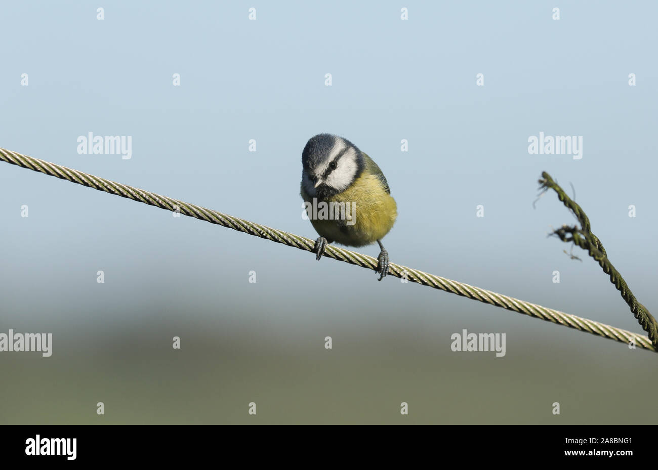 A pretty Blue Tit, Cyanistes caeruleus, perching on a wire line Stock ...