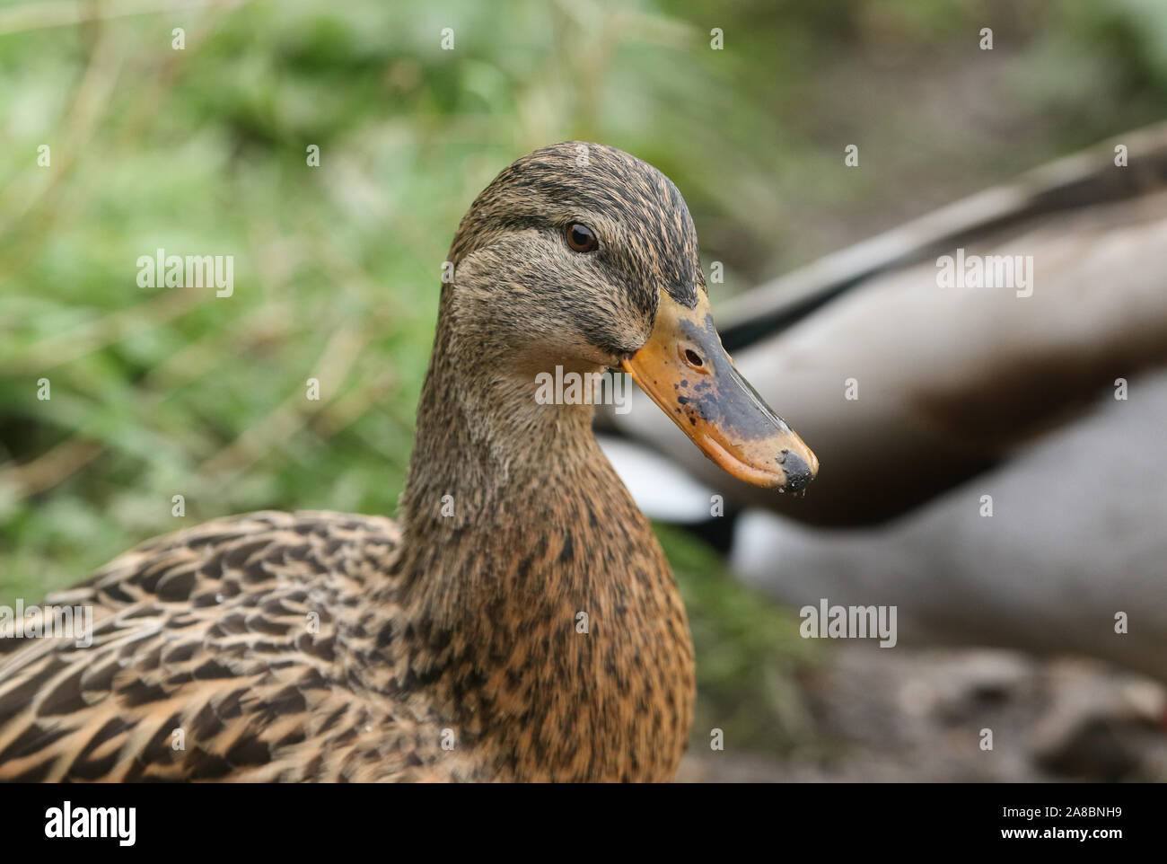 The head shot of a pretty female Mallard Duck, Anas platyrhynchos ...