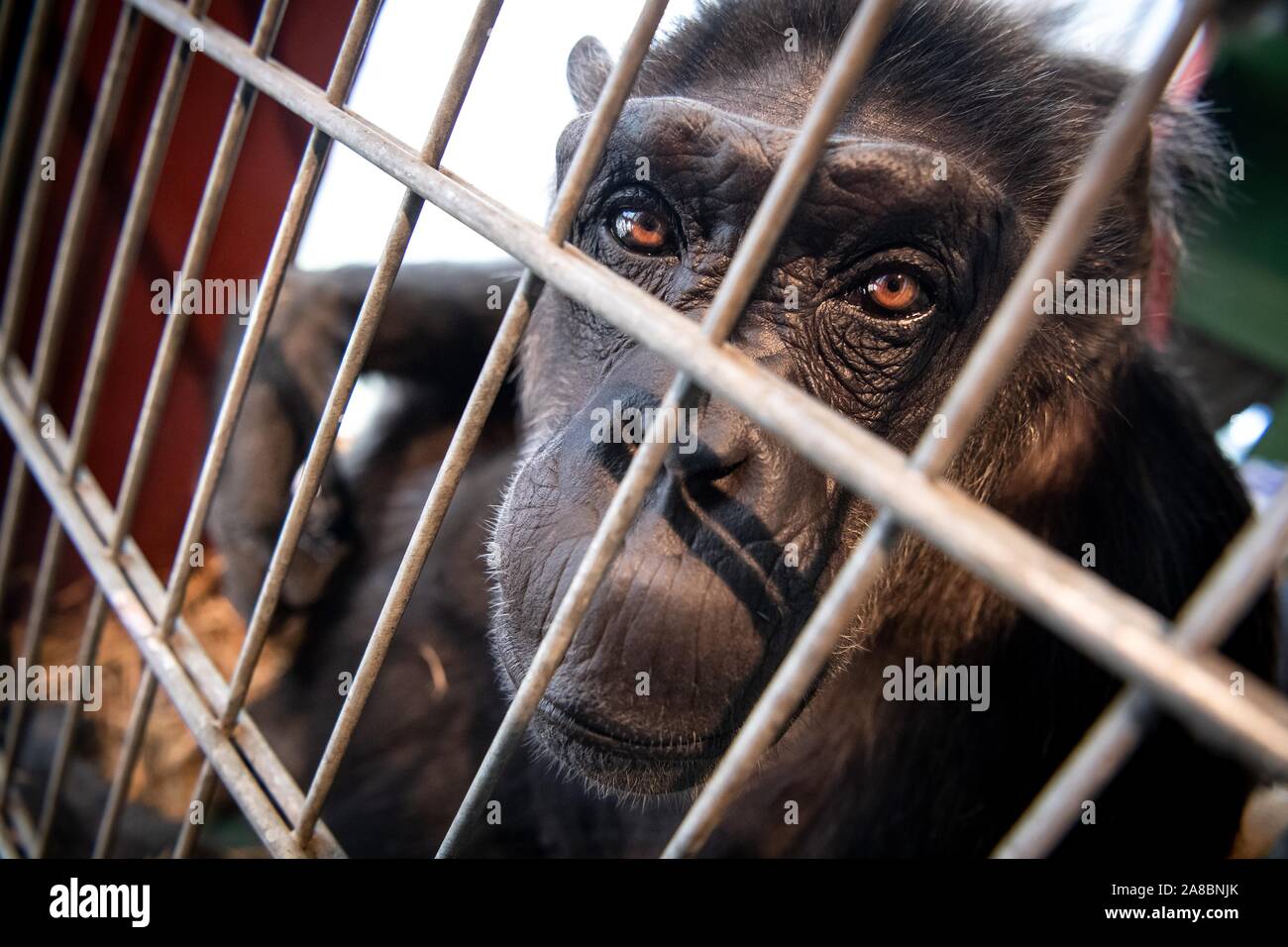 Circus monkey hi-res stock photography and images - Alamy