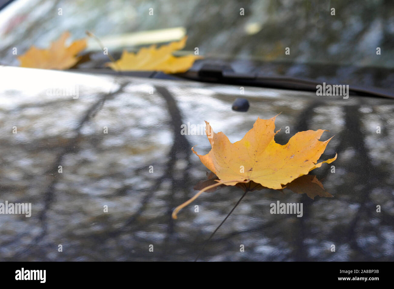 Yellow maple leaves on the hood of a car. Autumn Stock Photo - Alamy