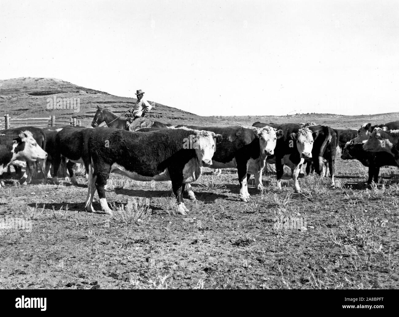 Man on Horseback Amid Cattle ca 1938-1947 Stock Photo - Alamy