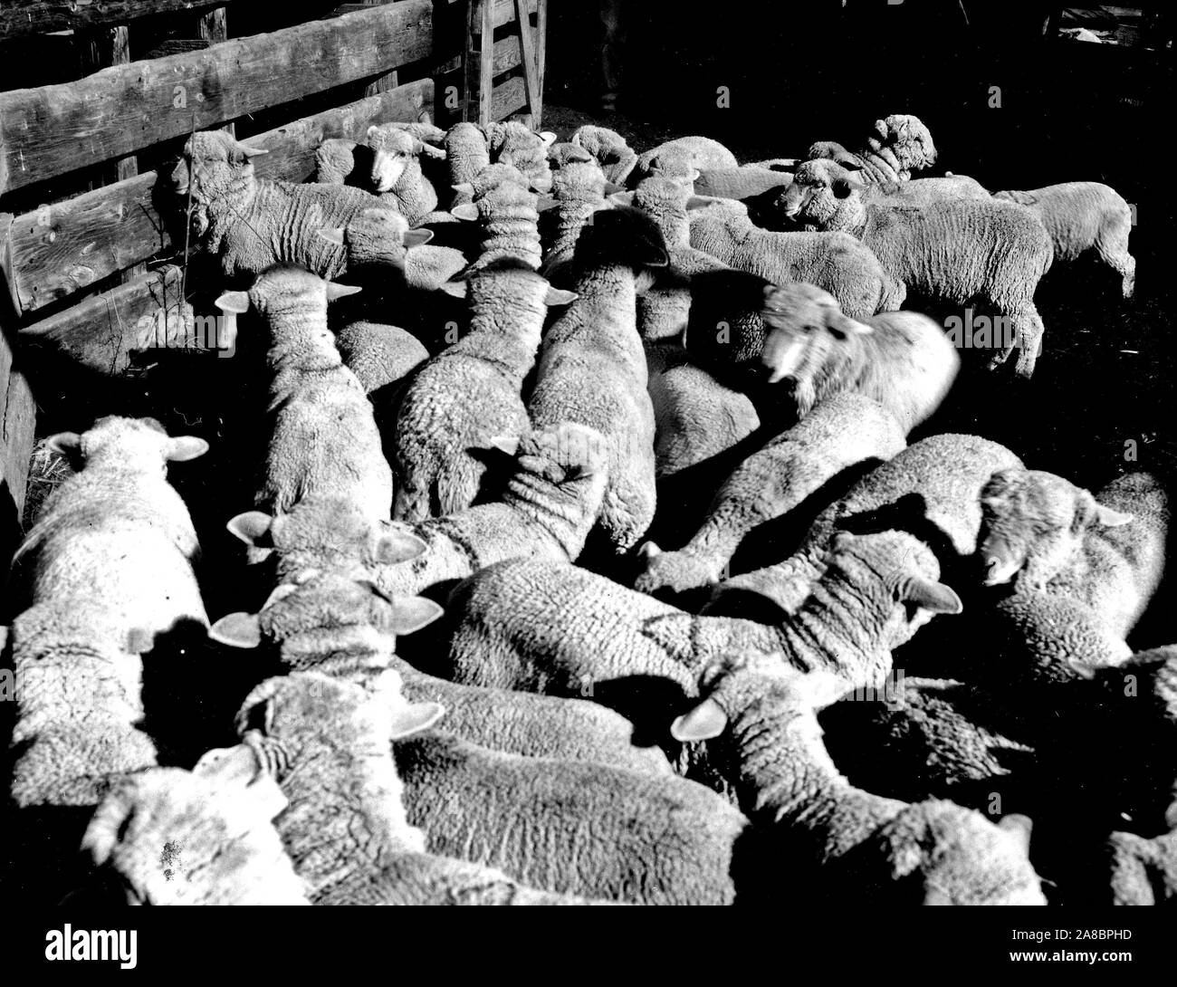 1940s sheep herd hi-res stock photography and images - Alamy