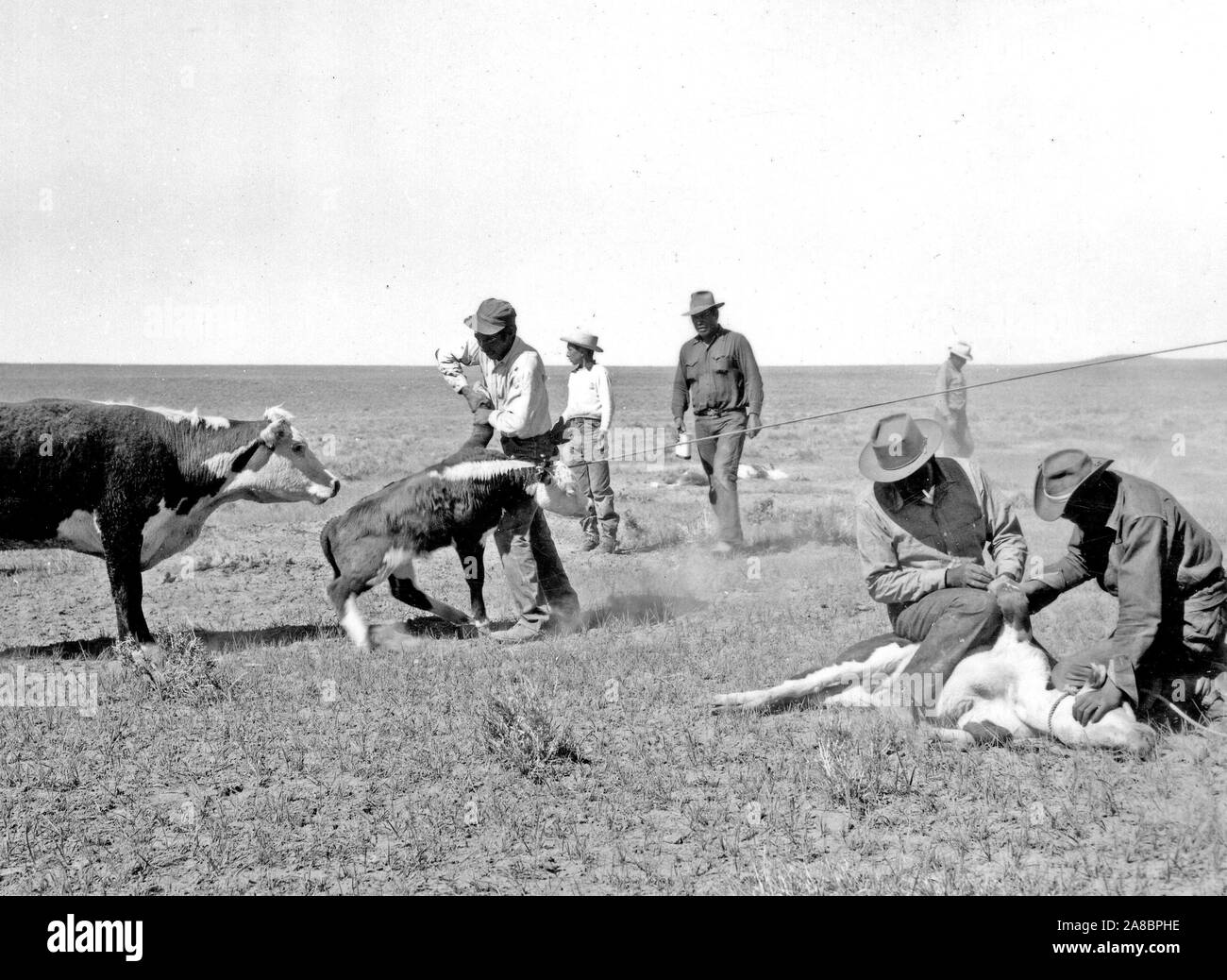 Cowboys cattle range Black and White Stock Photos & Images - Alamy