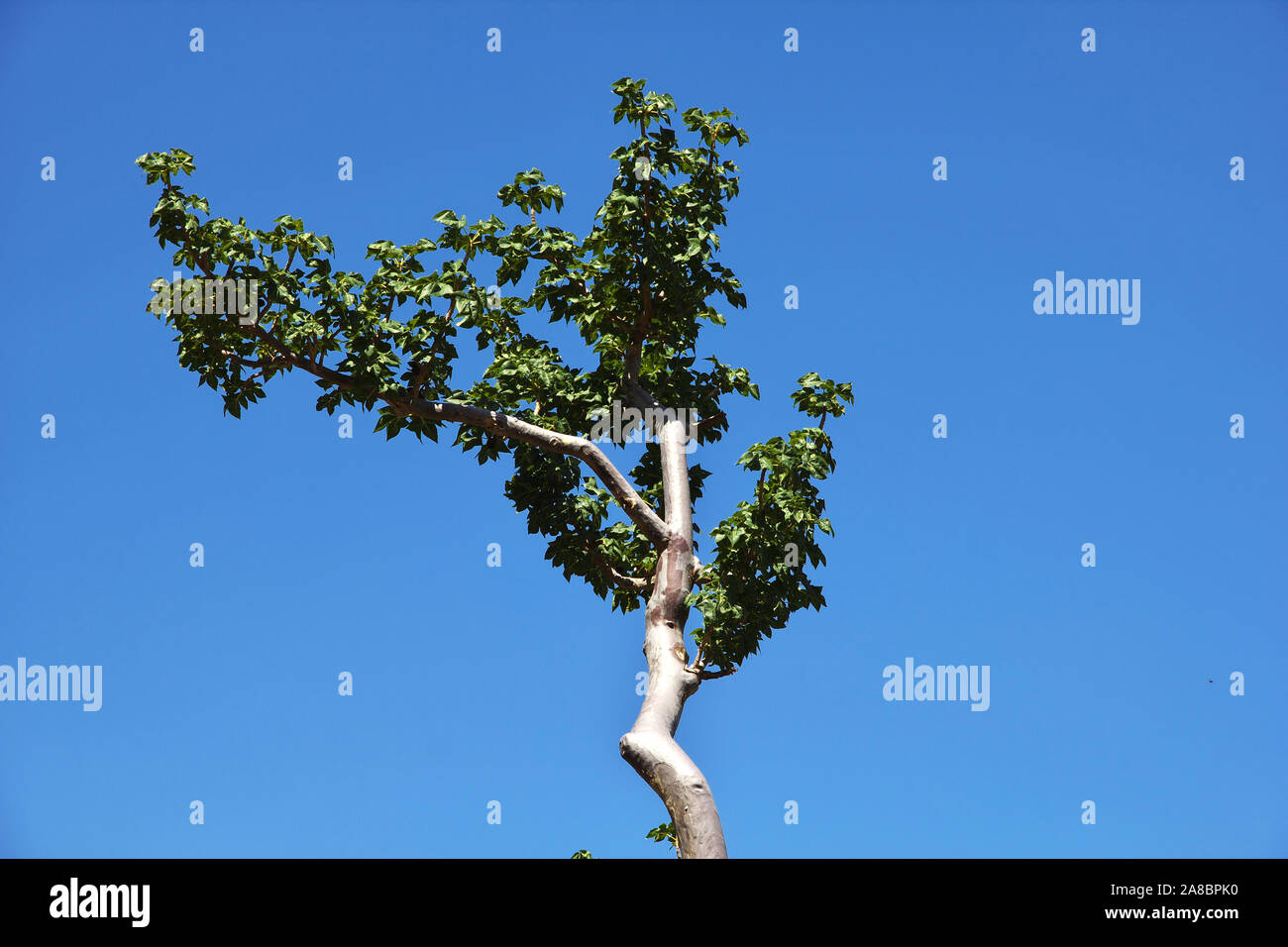 The tree in Ayhaft Canyon, Socotra island, Indian ocean, Yemen Stock ...