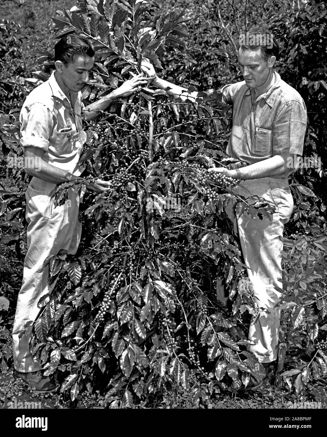 High yielding hi-res stock photography and images - Alamy