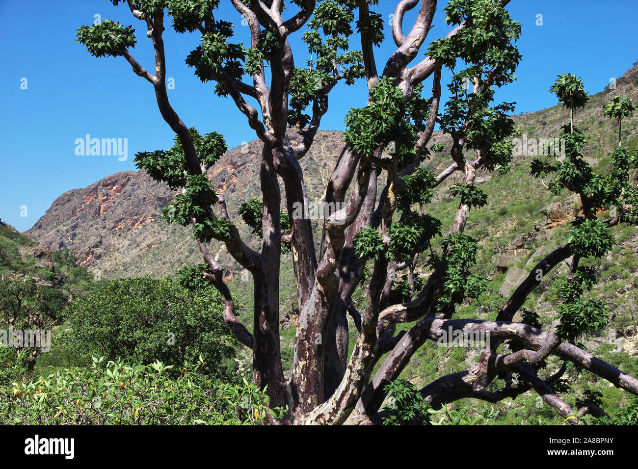 The tree in Ayhaft Canyon, Socotra island, Indian ocean, Yemen Stock ...