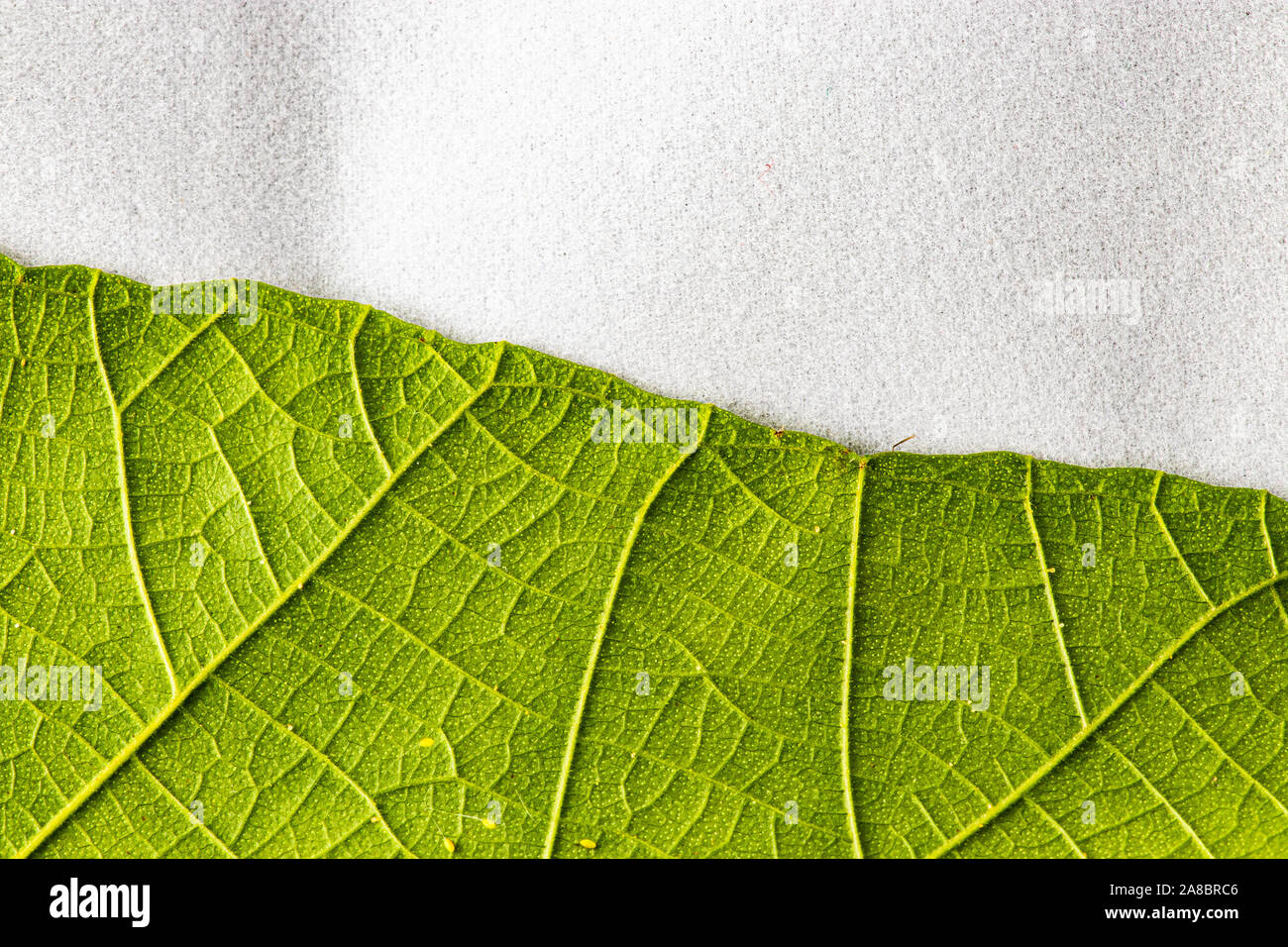 Leaf green color hi-res stock photography and images - Alamy