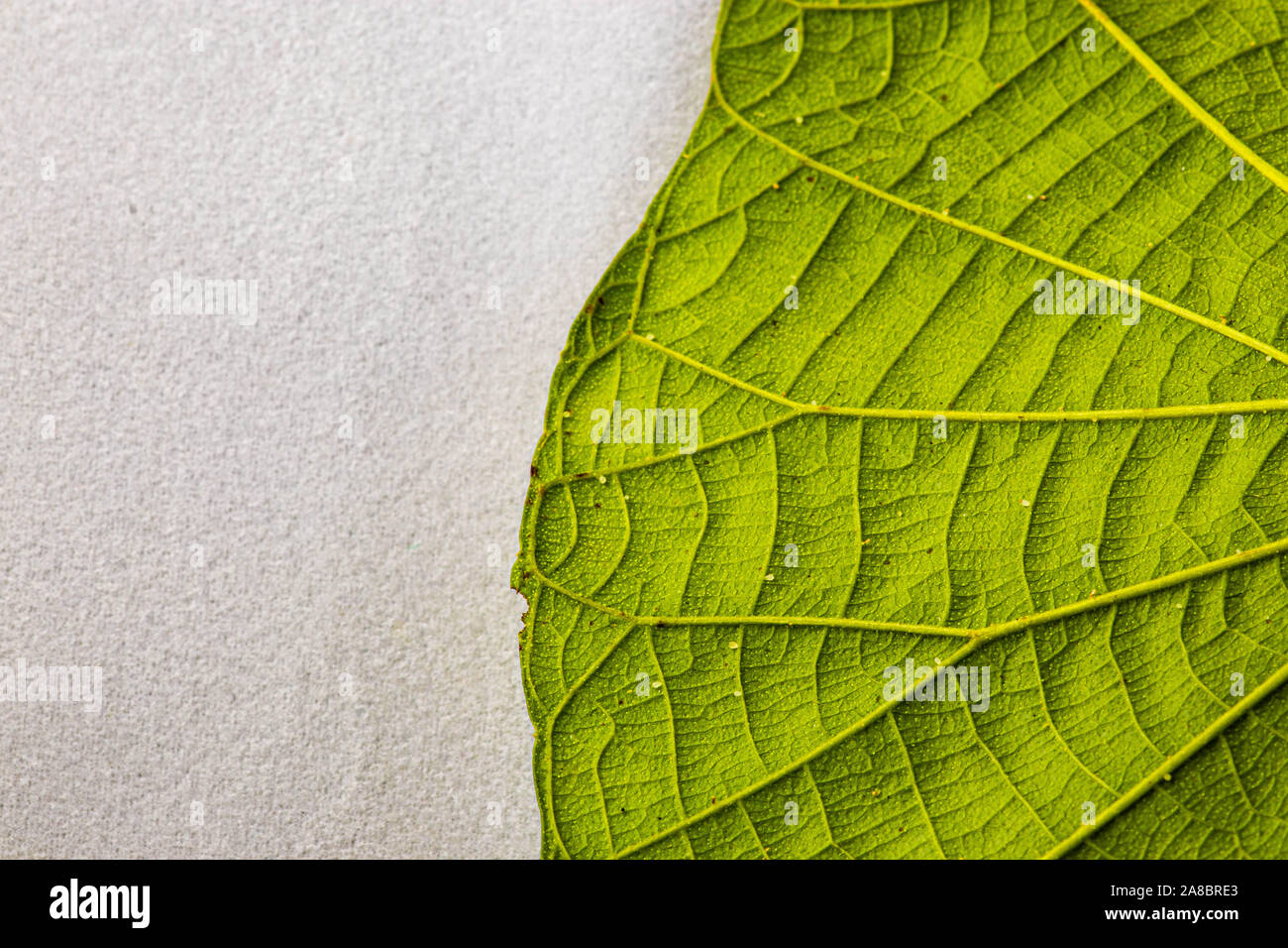 Texture leaf hi-res stock photography and images - Alamy