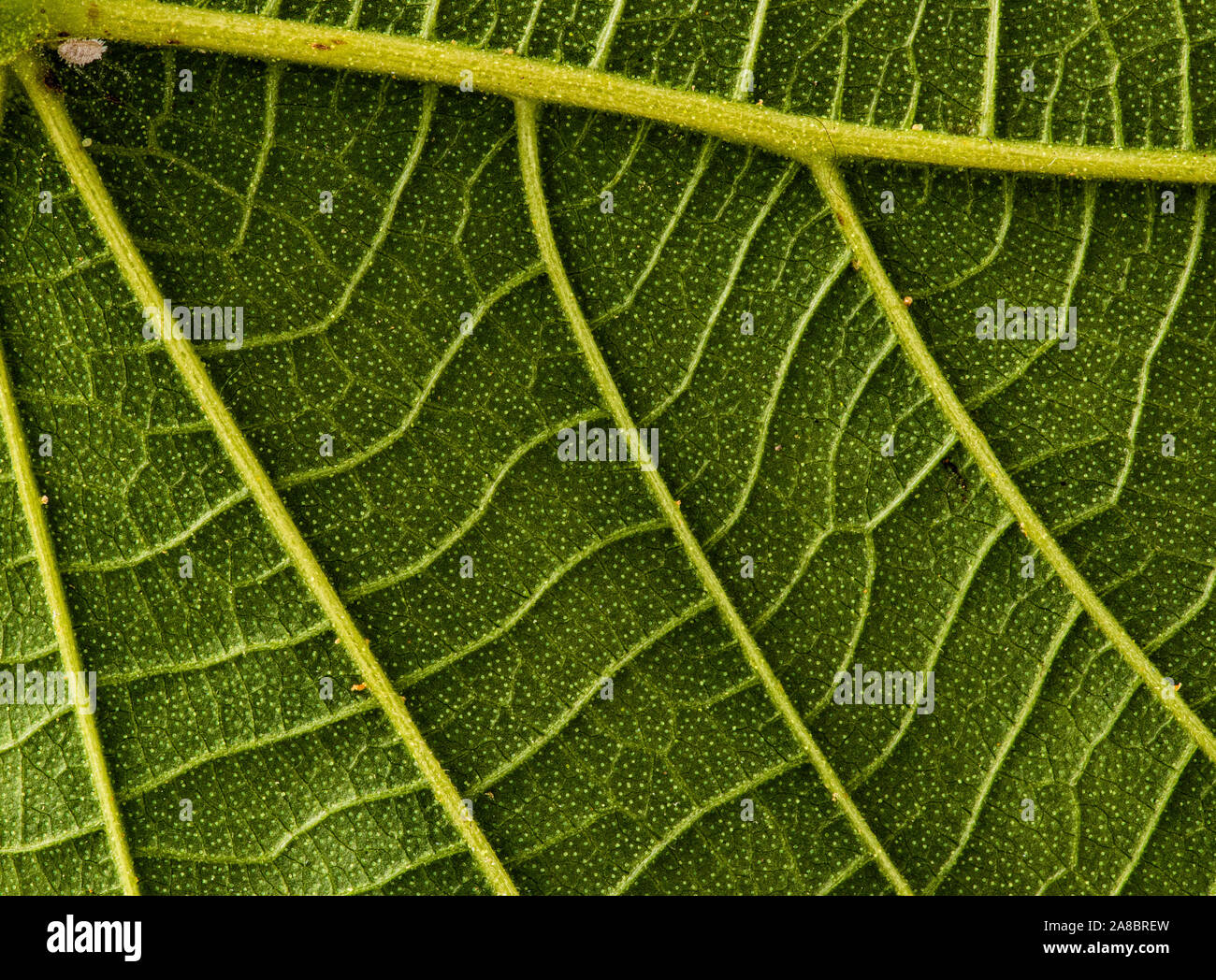 Close up of green leaf with detailed leaf texture Stock Photo - Alamy