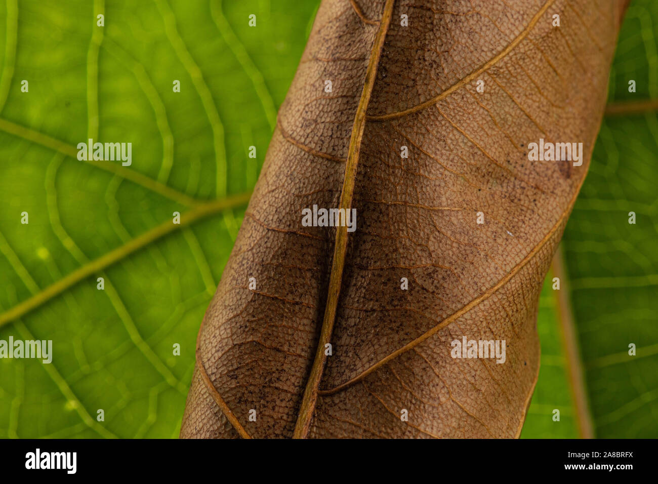 Mango leaf wallpaper hi-res stock photography and images - Alamy