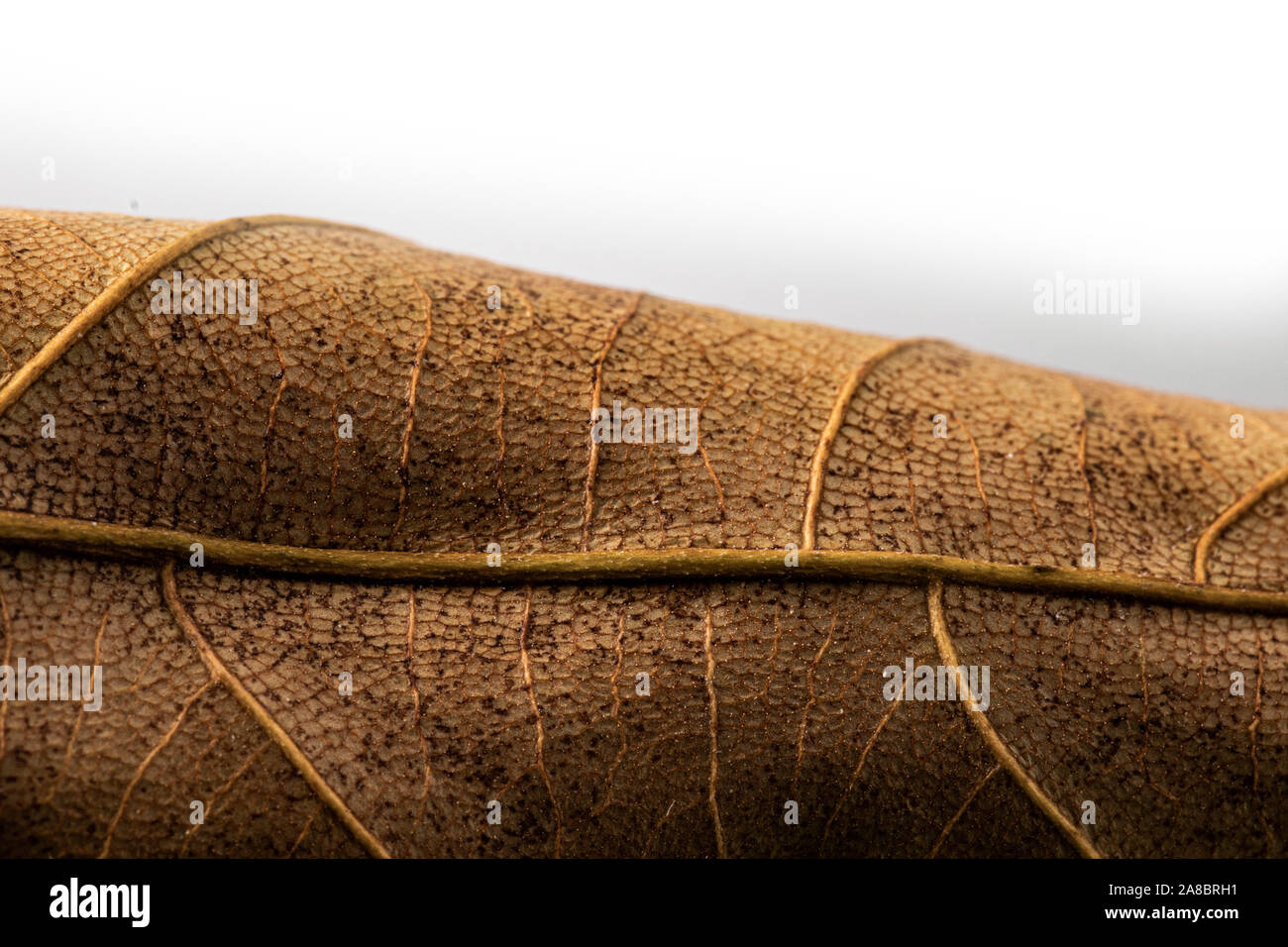 Mango leaf wallpaper hi-res stock photography and images - Alamy