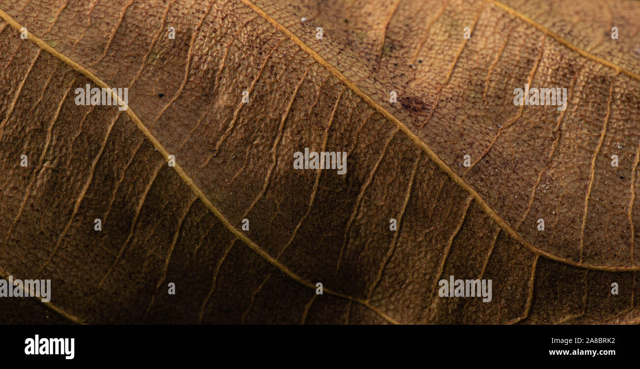 Mango texture hi-res stock photography and images - Alamy