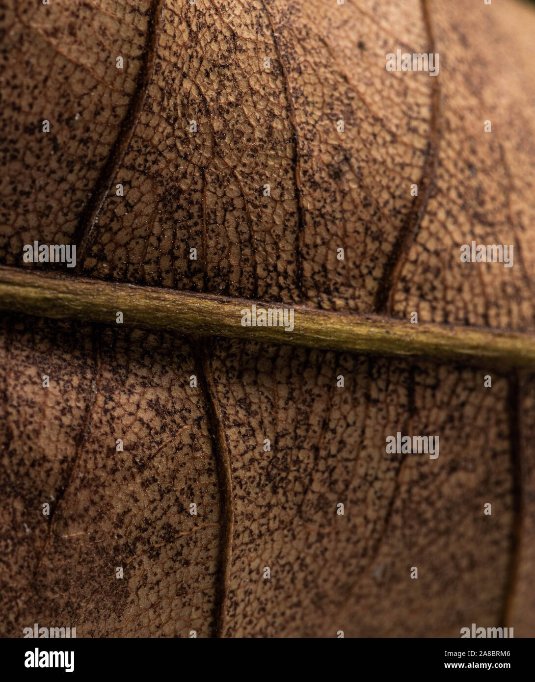 Mango leaf hi-res stock photography and images - Alamy