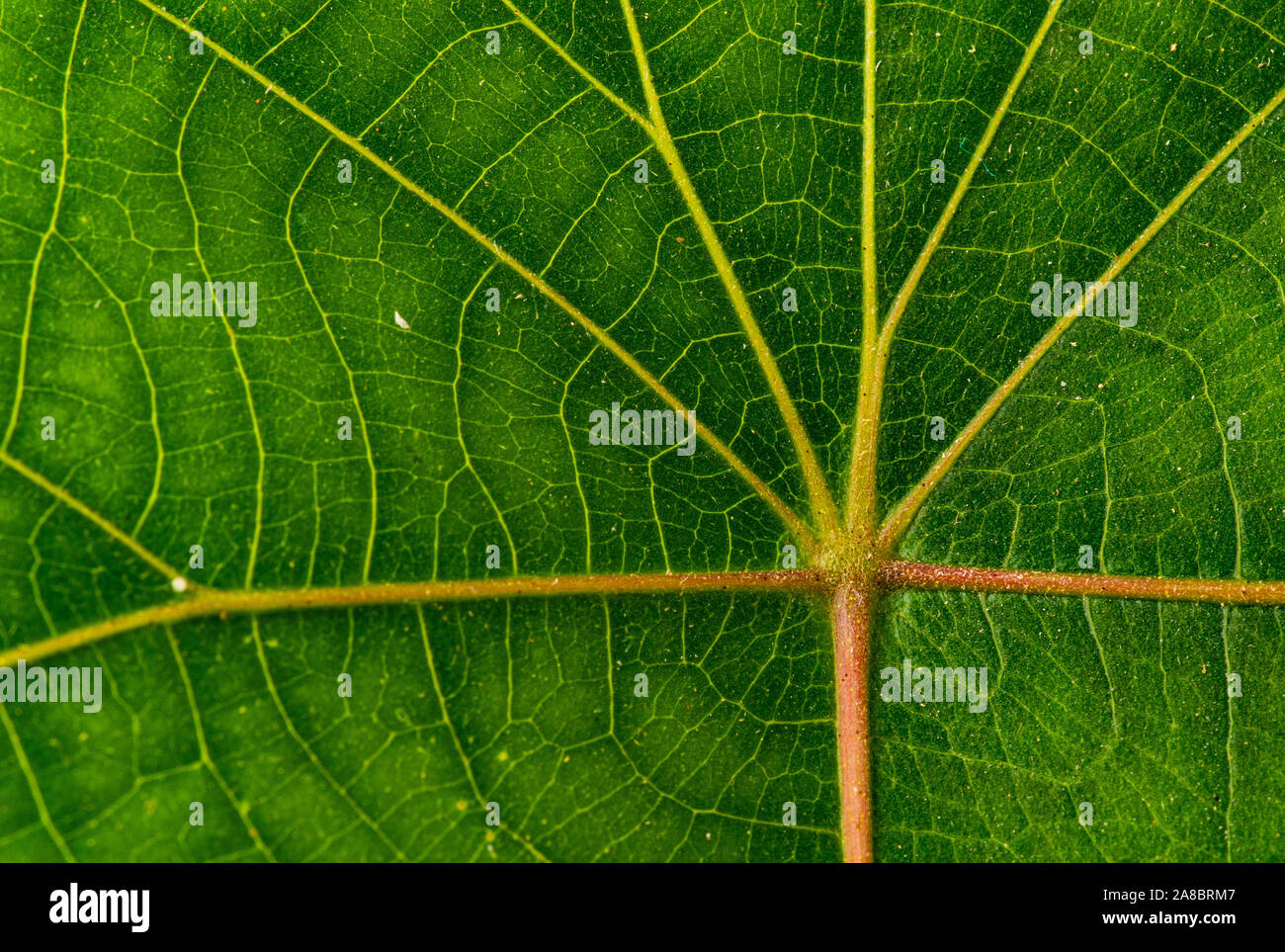 Detailed leaf texture hi-res stock photography and images - Alamy