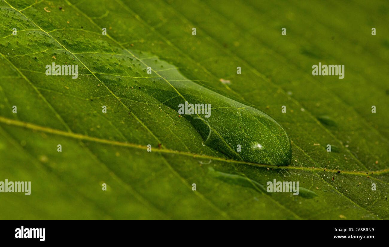 Leaves leaf rain water drop close up hi-res stock photography and ...