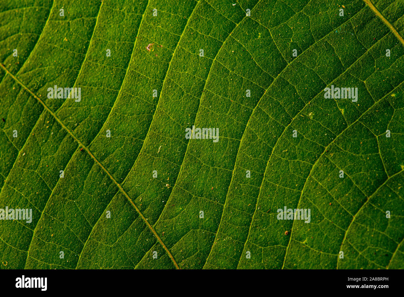 Leaf green color hi-res stock photography and images - Alamy