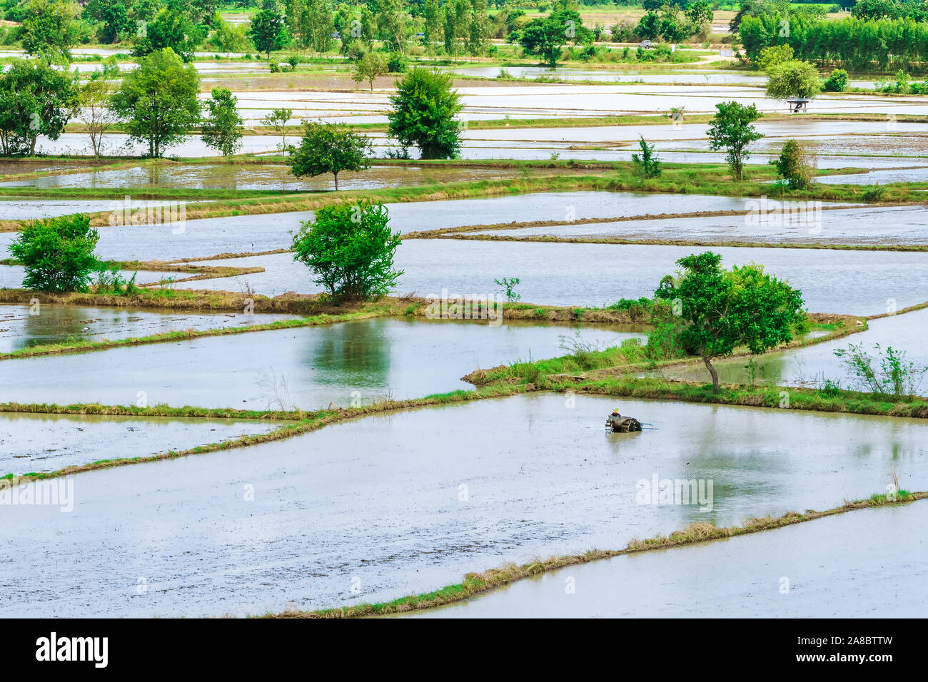Scenery of flooded rice paddies. Agronomic methods of growing rice with ...