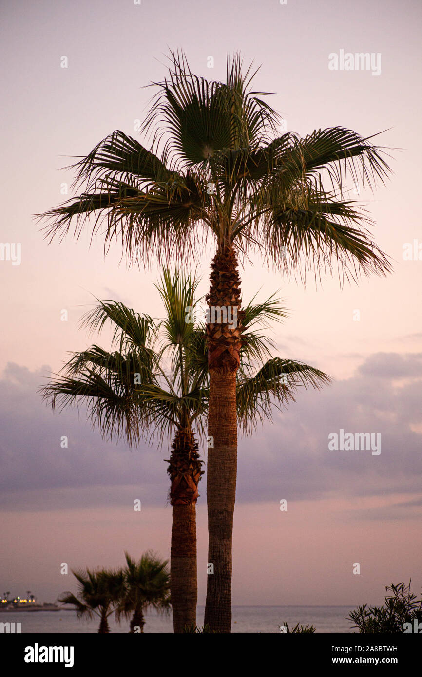 Palm Trees by The Sea Stock Photo - Alamy