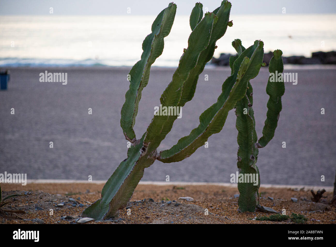 Trident plant hi-res stock photography and images - Alamy