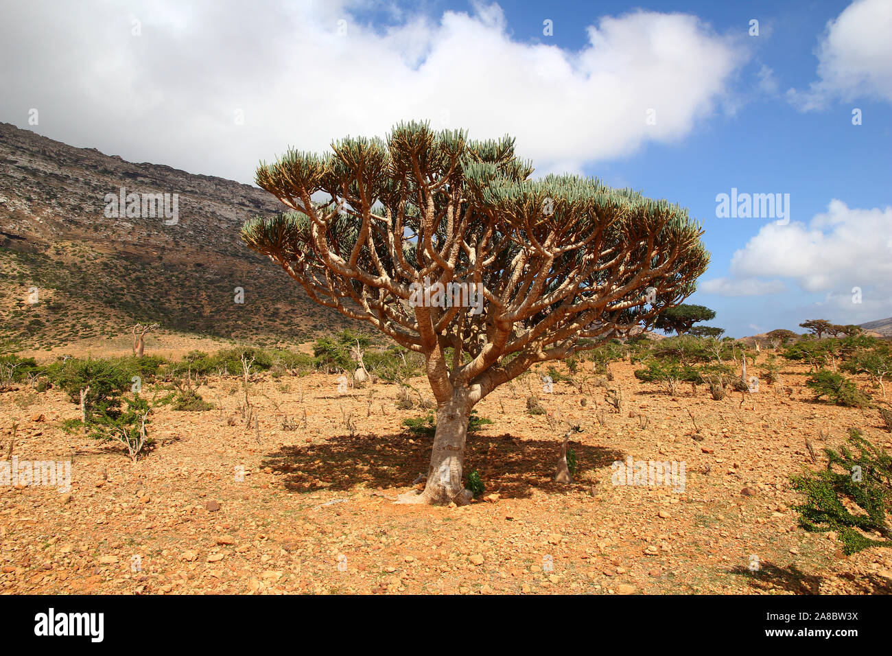 Dragon tree, Blood tree on Homhil plateau, Socotra island, Indian ocean ...