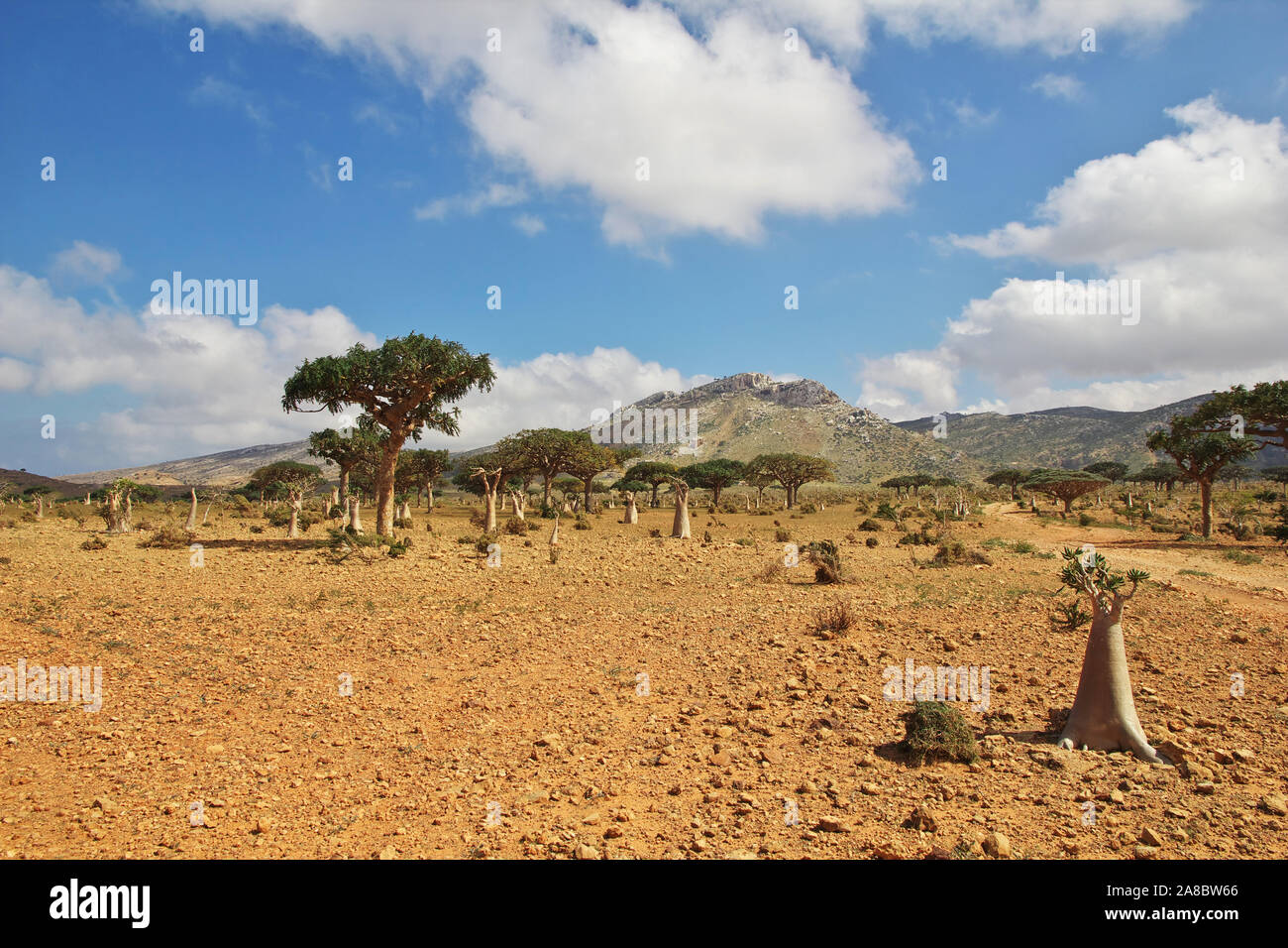 Dragon tree, Blood tree on Homhil plateau, Socotra island, Indian ocean ...