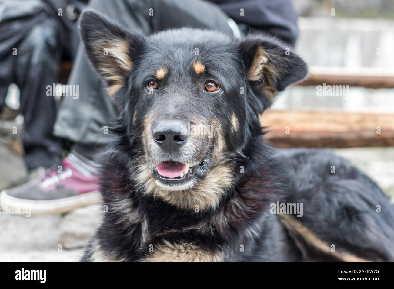 Dog alert pose hi-res stock photography and images - Alamy