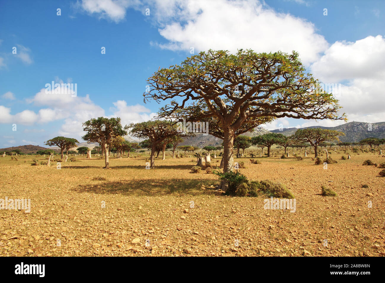 Dragon tree, Blood tree on Homhil plateau, Socotra island, Indian ocean ...
