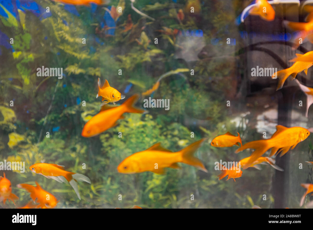 Orange tank hi-res stock photography and images - Alamy