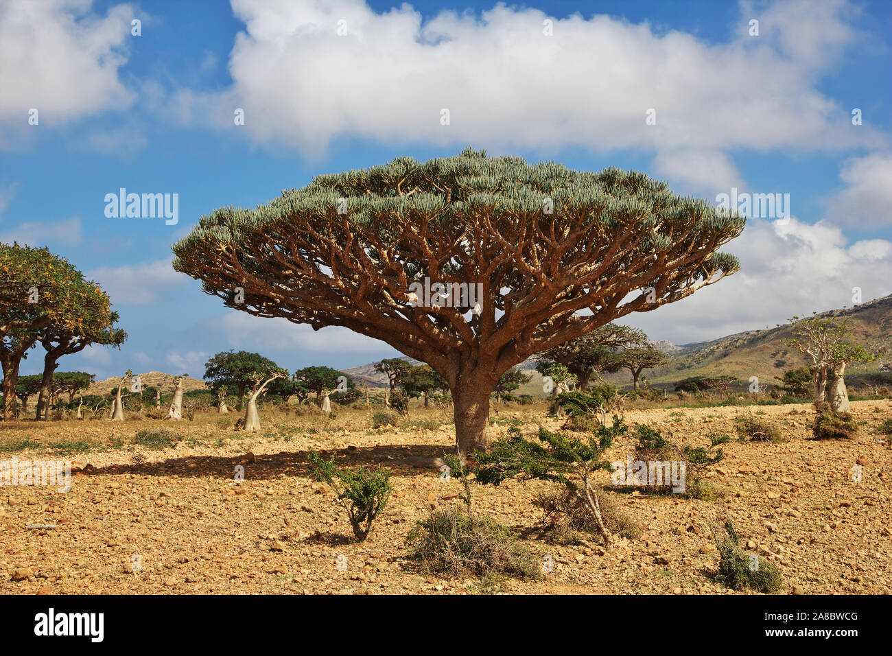 Dragon tree, Blood tree on Homhil plateau, Socotra island, Indian ocean ...