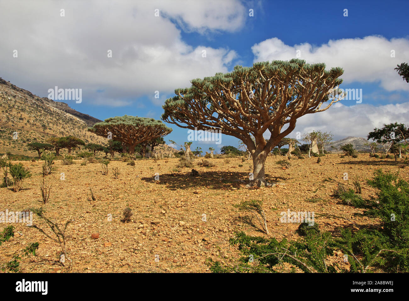 Dragon tree, Blood tree on Homhil plateau, Socotra island, Indian ocean ...
