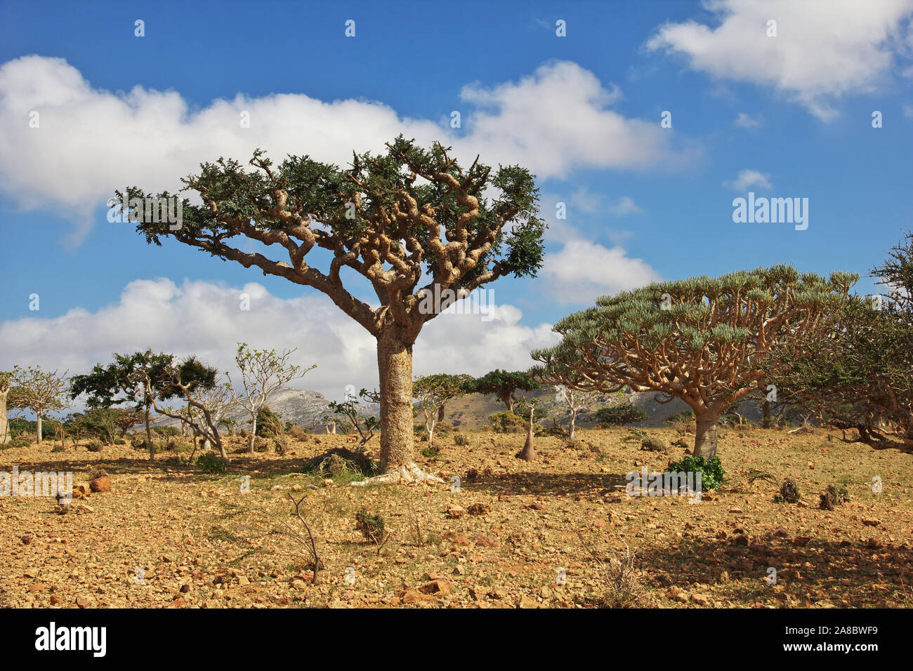 Dragon tree, Blood tree on Homhil plateau, Socotra island, Indian ocean ...