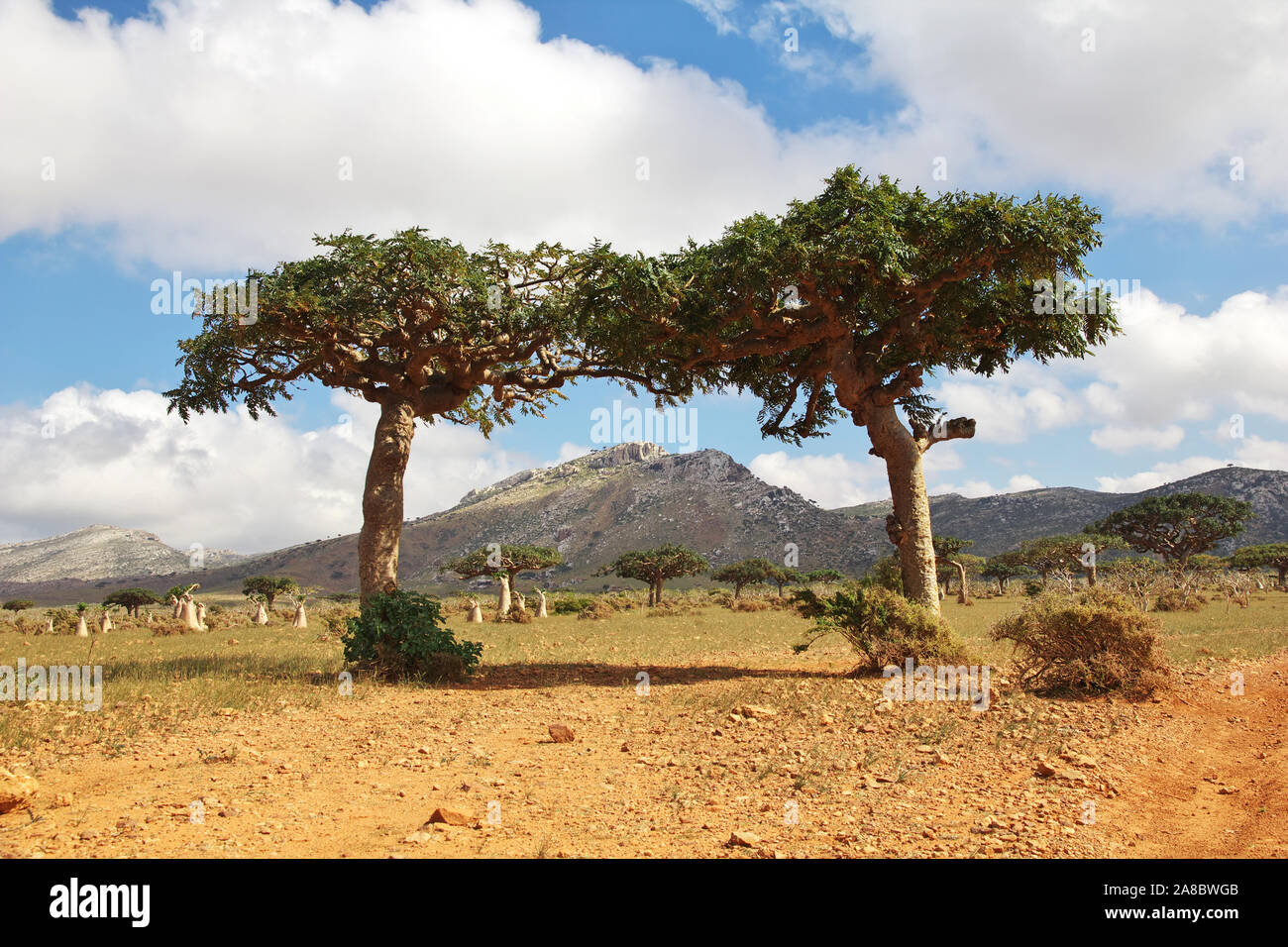 Dragon tree, Blood tree on Homhil plateau, Socotra island, Indian ocean ...