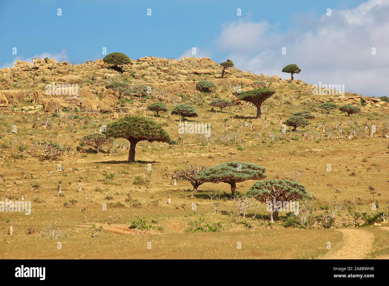 Dragon tree, Blood tree on Homhil plateau, Socotra island, Indian ocean ...
