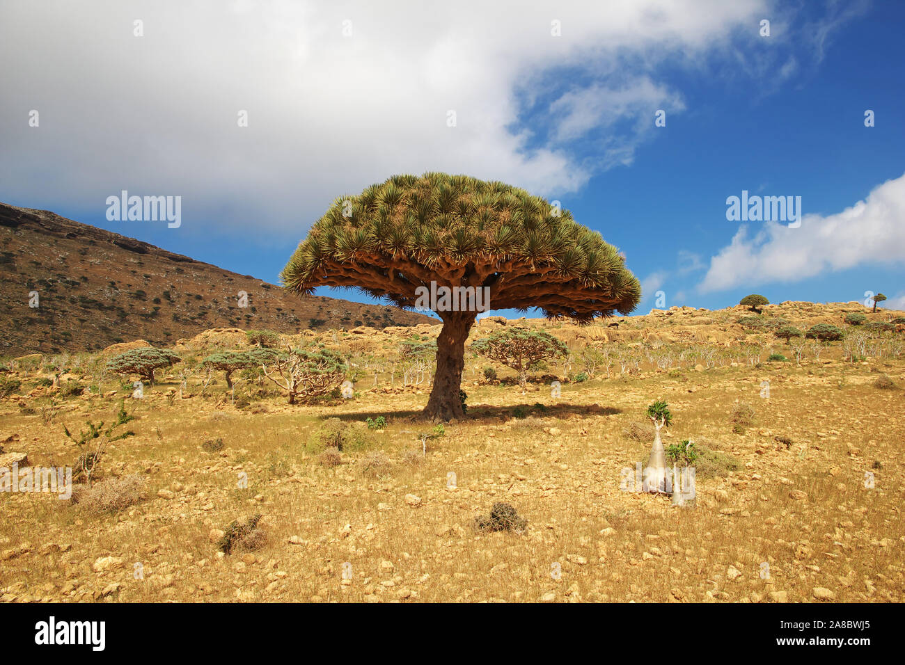 Dragon tree, Blood tree on Homhil plateau, Socotra island, Indian ocean ...