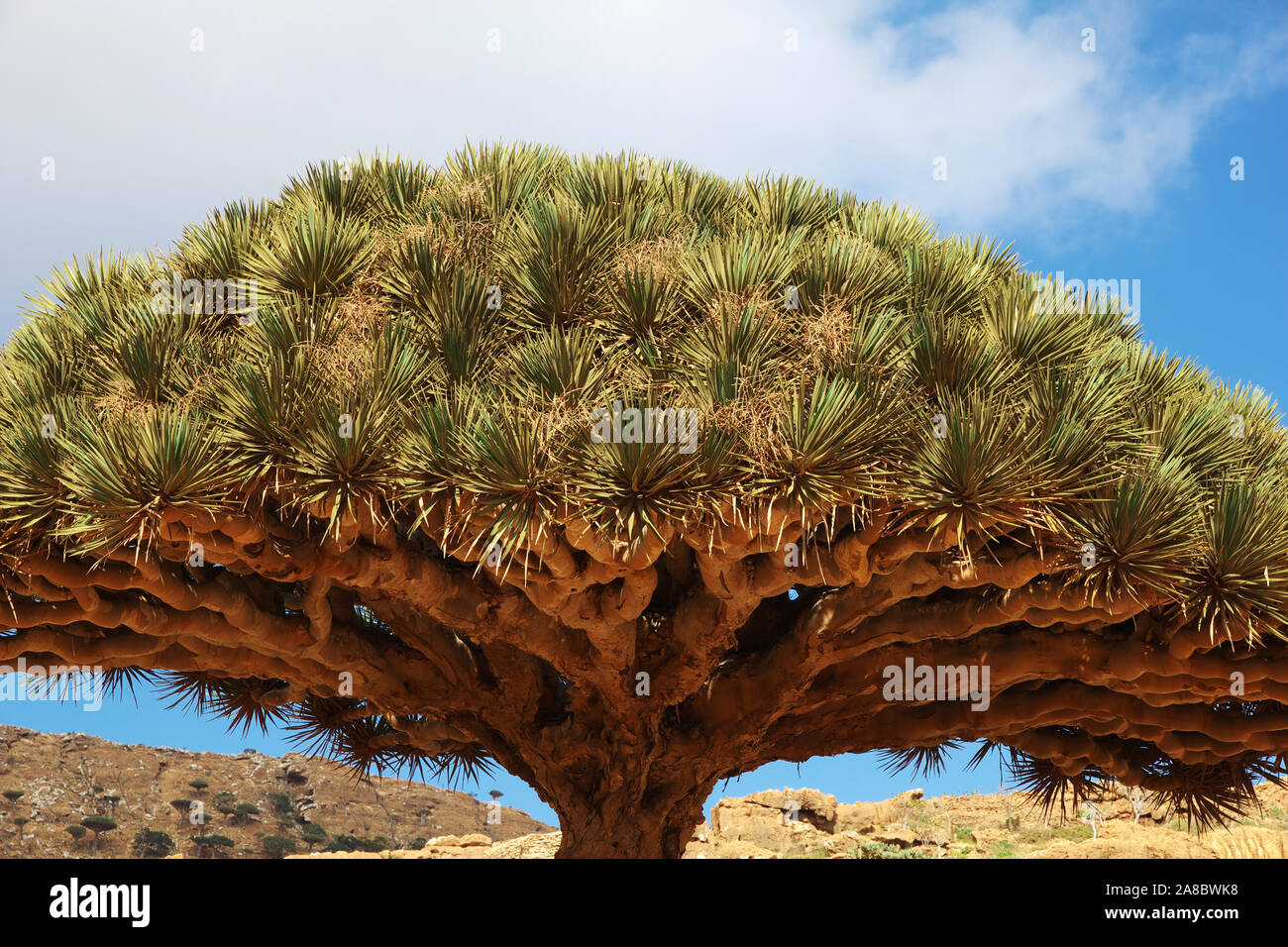 Dragon tree, Blood tree on Homhil plateau, Socotra island, Indian ocean ...