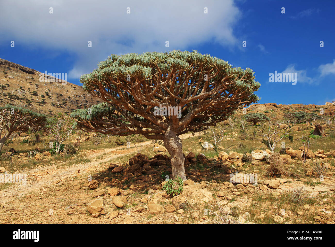 Dragon tree, Blood tree on Homhil plateau, Socotra island, Indian ocean ...